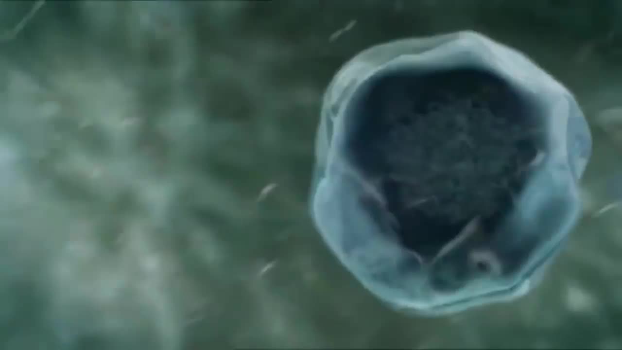 胎儿形成的神奇过程,母爱伟大~