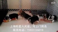柯基犬,怎么如何训练教柯基犬宠物狗上厕所