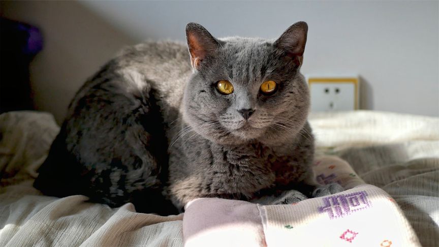 听说微信新版可以放“大烟花”,我家猫咪也要感受下