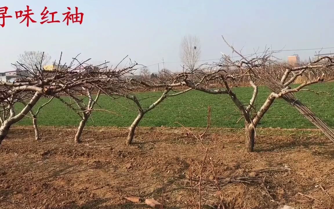 农村常见的桃树枝放枕头下有啥作用呢?看视频终于弄明白了