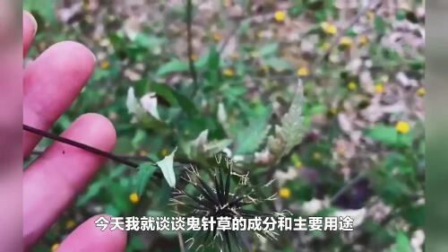 鬼针草的成分及主要用途