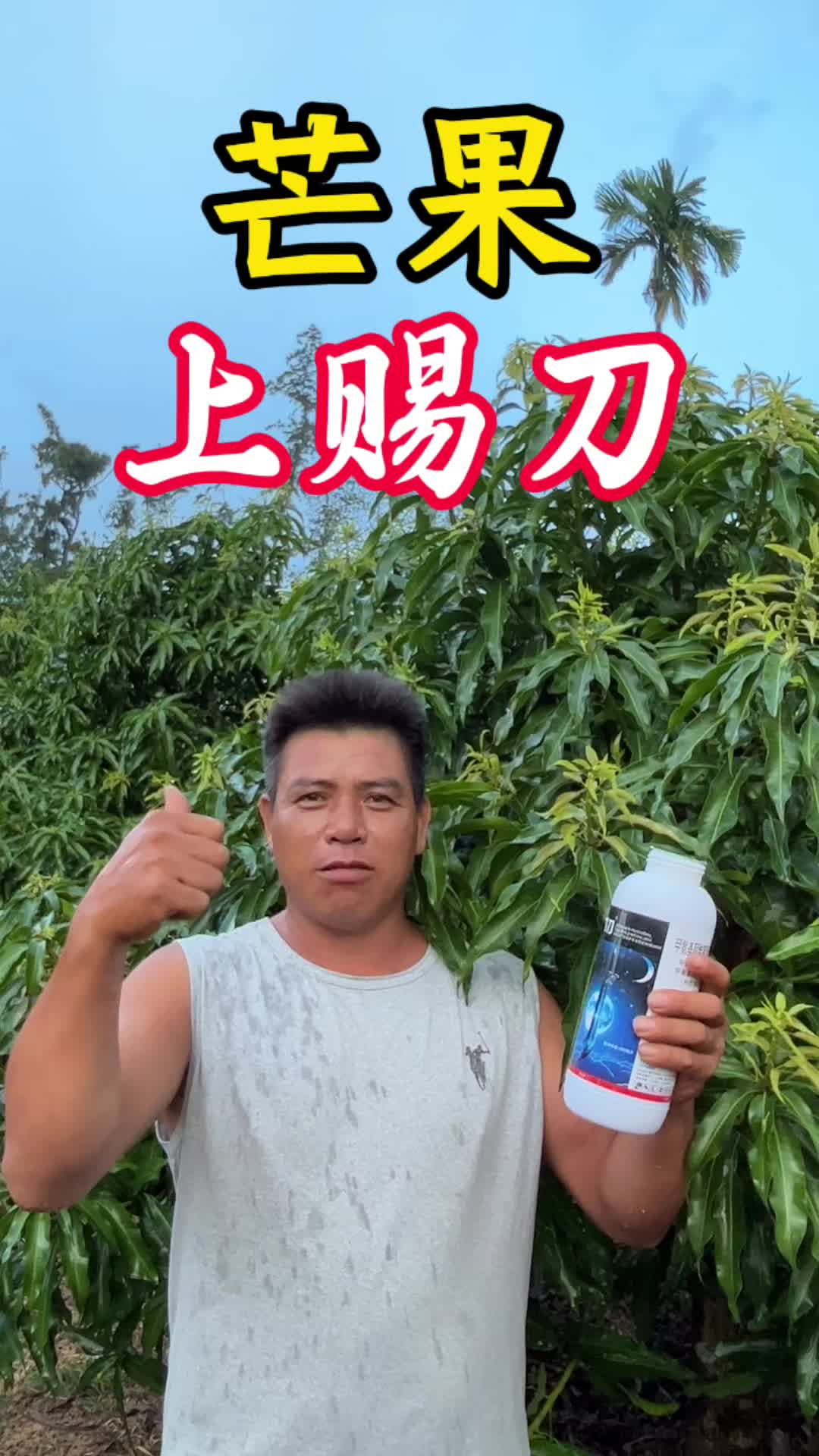 杀虫迅速效果好不伤作物花果安全#赐刀 #芒果种植 #芒果管理技术