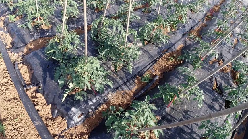 露天种植番茄,掌握2个技巧,番茄多的压断枝