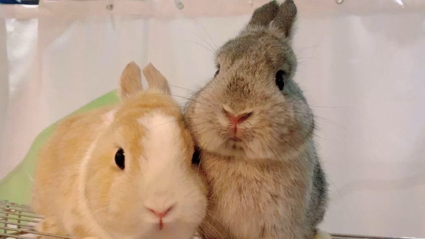 不知不觉就长大了,来给梨子头的侏儒兔弟弟起个名字吧!