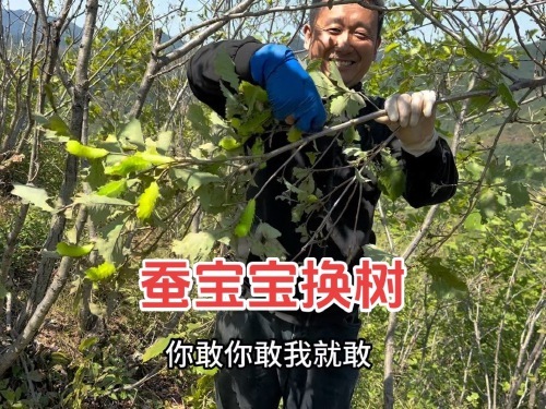 山里的蚕宝宝换树,为了它们别饿着,老爸打着手电上山里