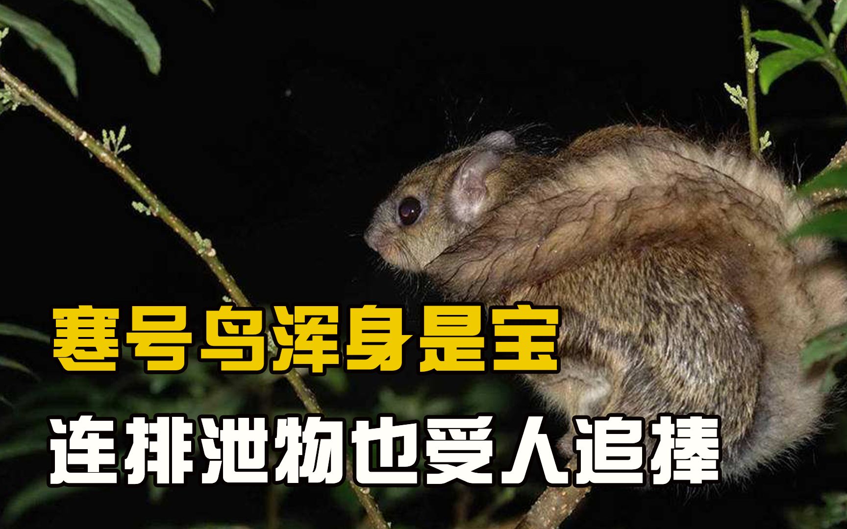 寒号鸟究竟有多珍贵,就连排泄物也受到追捧?