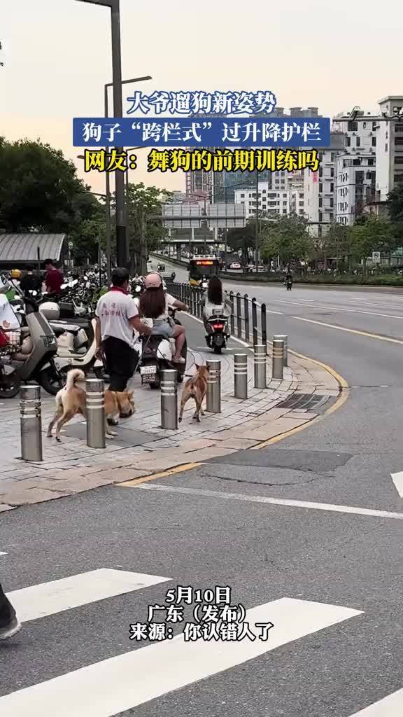 大爷遛狗新姿势,狗子"跨栏式"过升降护栏,舞狗的前期训练吗
