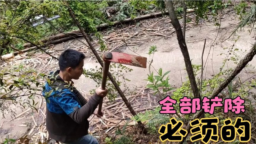 彬哥家的羊吃了这种植物中毒了,非常严重,今天全部铲除斩尽杀绝