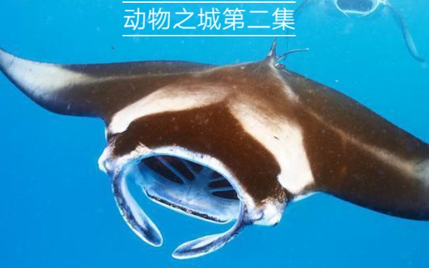 Nirvana动物之城第二集_我的世界