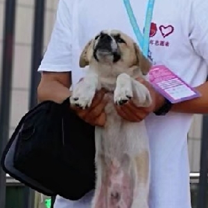 翔天大帝 