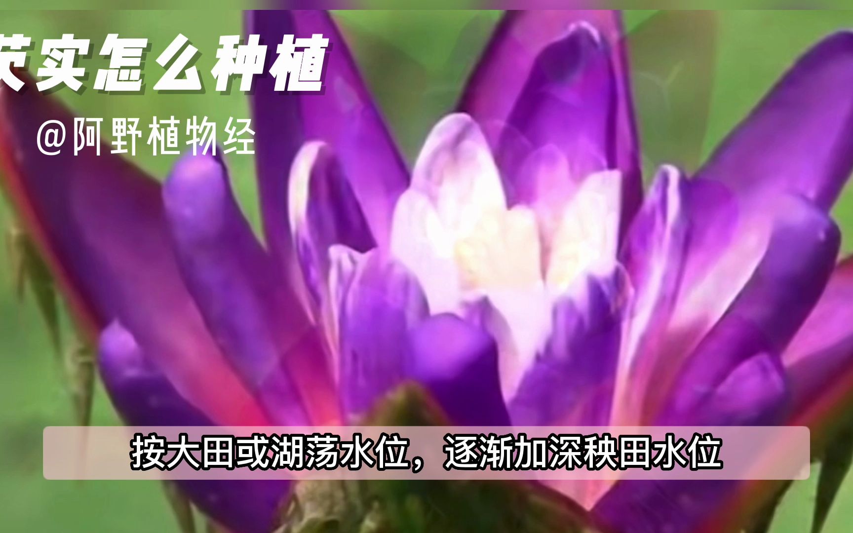 芡实怎么种植?其中浸种催芽、育苗、假植、定植这些技术了解过吗