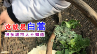 很多城市人不知道的中药材:白蒿,在农村遍地都是,但比肉贵!