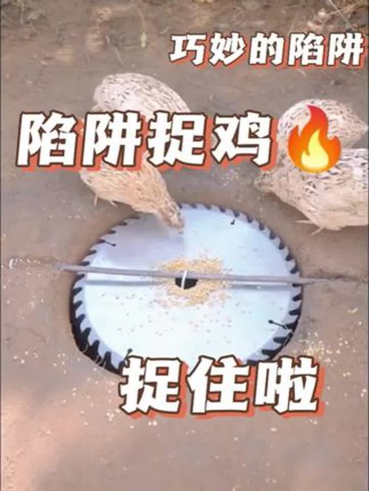 ...陷阱 #国外合法拍摄国内请勿模仿 #荒野求生 #抓鸡高手 #野外生存 #