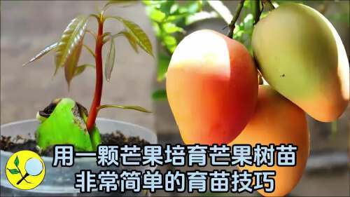 怎样用一颗芒果培育出芒果树苗芒果的育苗技巧实现芒果自由