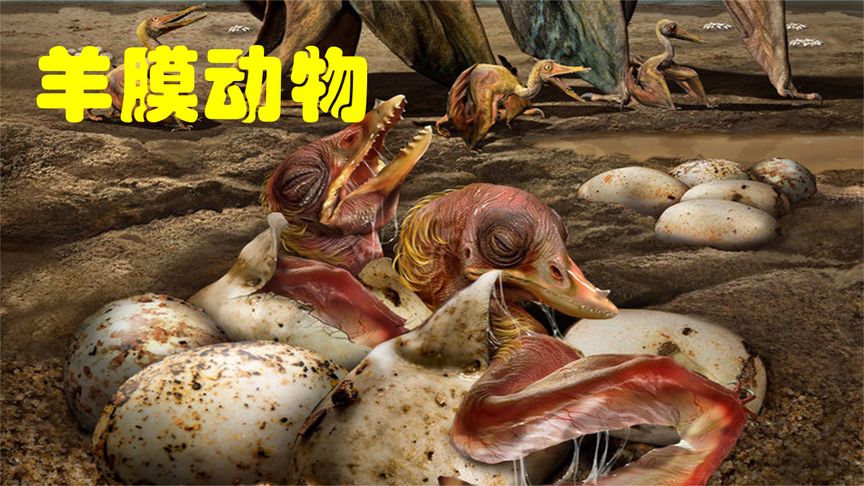 最早的羊膜动物|羊膜动物简介及演化