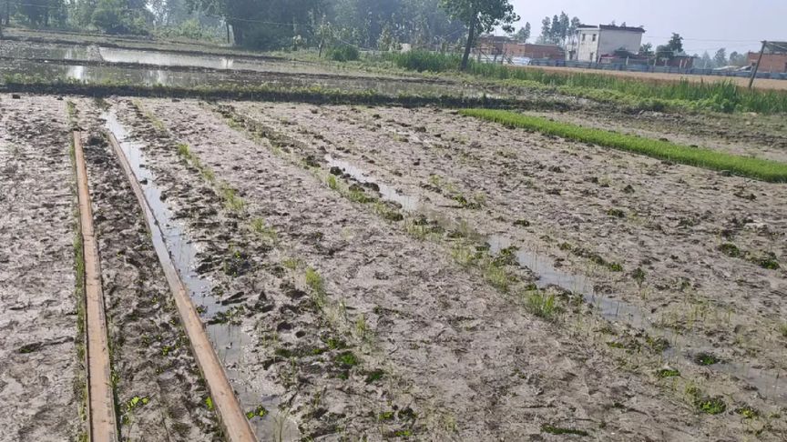 从播种到收割记录水稻的一生。感受一下一粥一饭当思来之不易。