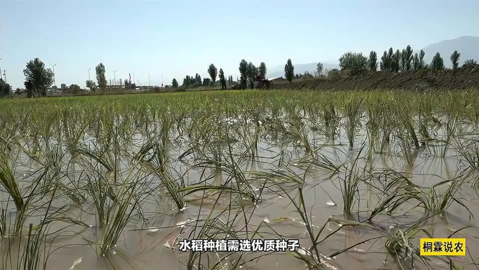 水稻种植技术与田间管理