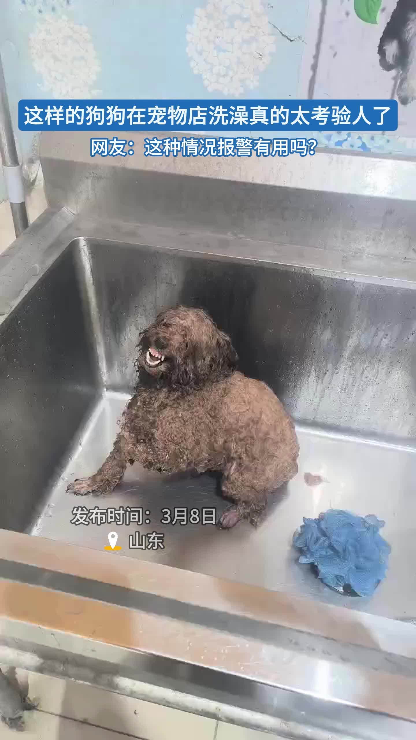 这样的狗狗在宠物店洗澡真的太考验人了