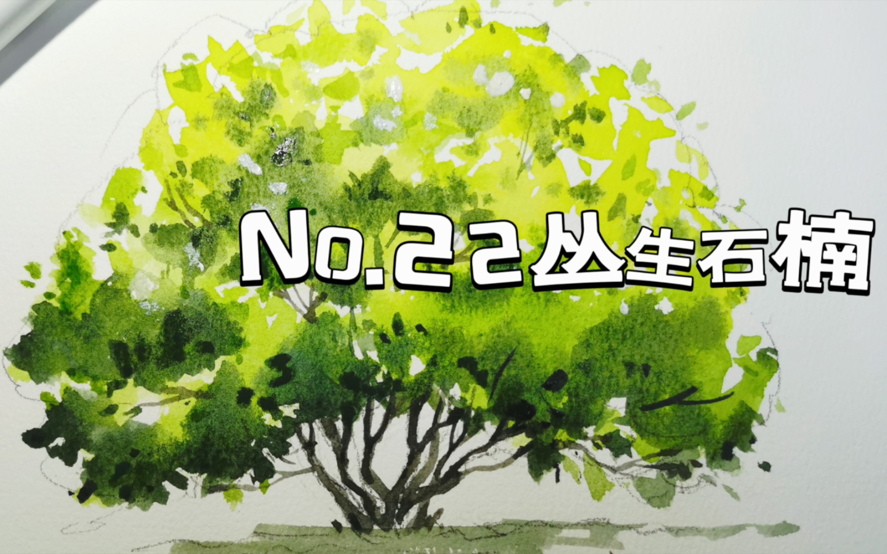 如何画水彩植物系列/石楠真的是好看不好闻