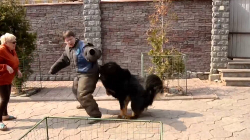 “东方神犬”藏獒,从身价千万到狗肉馆都嫌