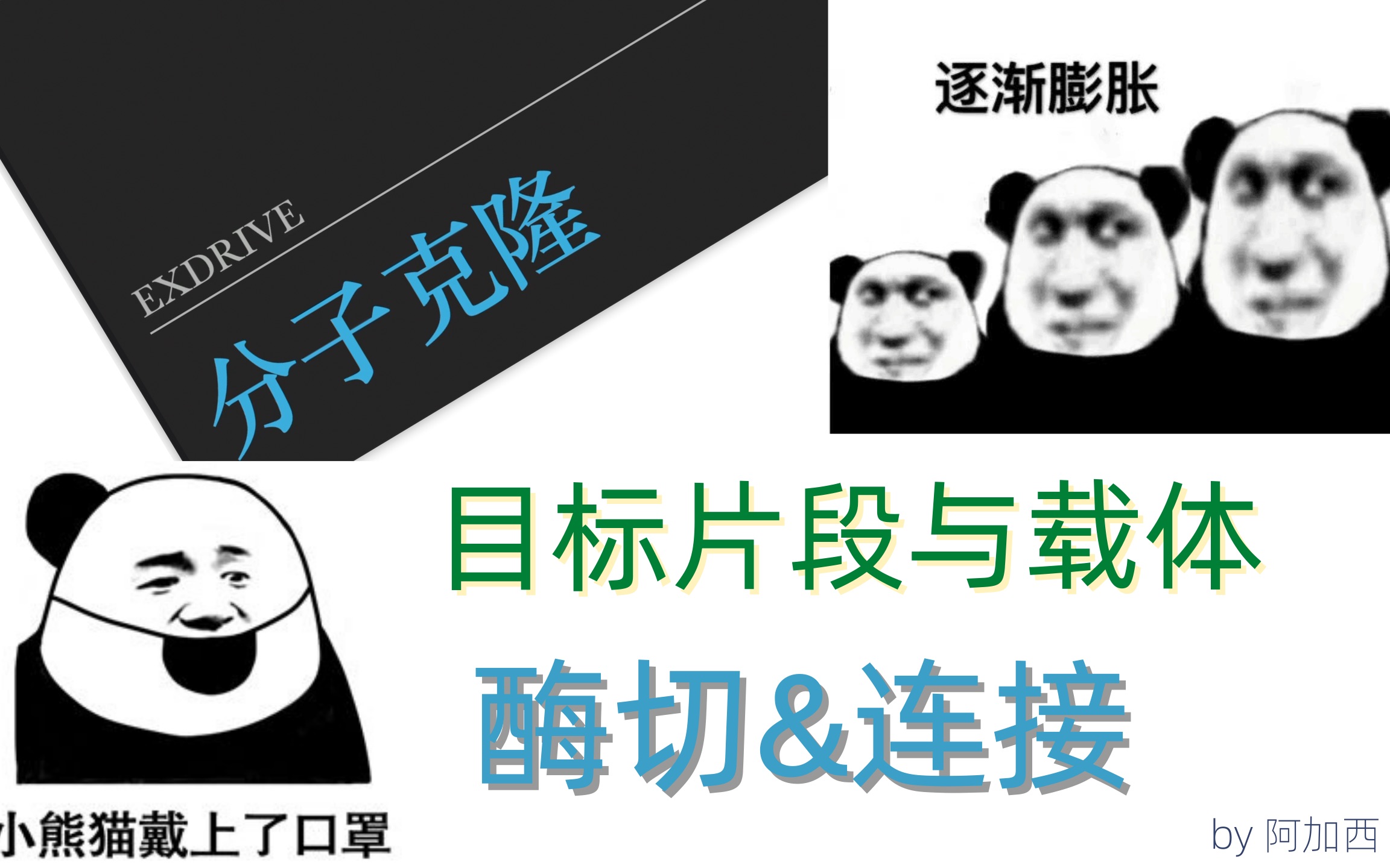 酶切&连接目标片段到载体上