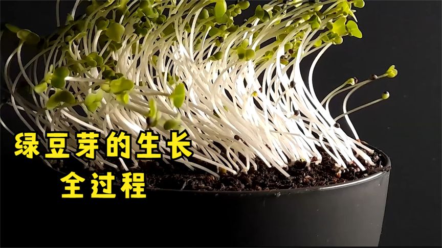 绿豆芽的生长全过程,真的是太奇妙了!