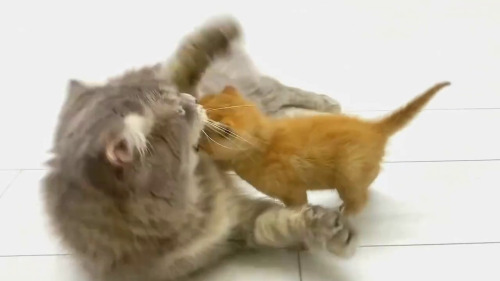 流浪小猫吃了母奶为什么还会被母猫嫌弃?