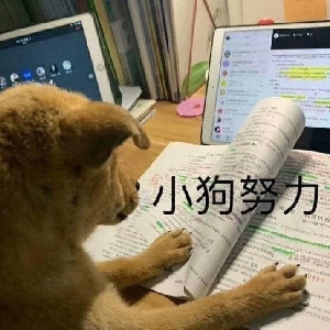 小七是只科研狗 