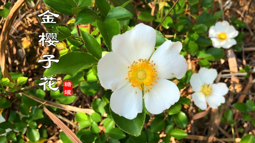 农村“金樱子花”是个宝,它的用途你了解吗?错过花季就要等明年