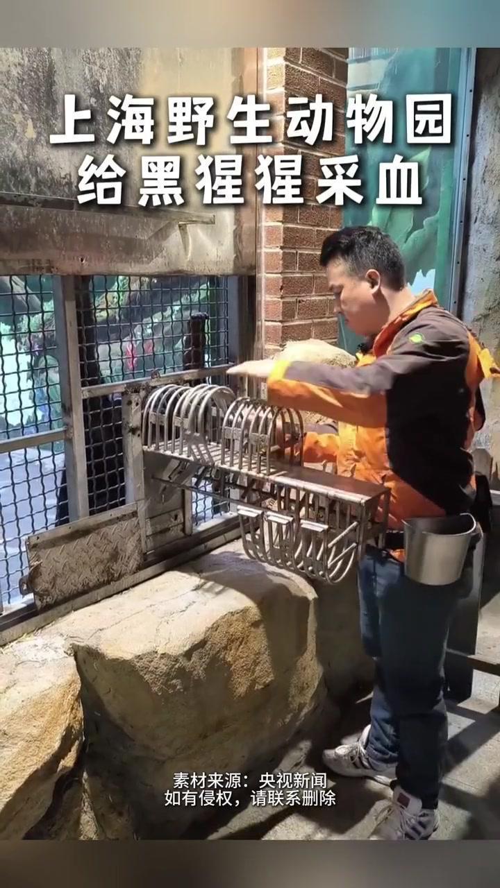 动物园里一只黑猩猩坦然接受采血网友:它采血时比我勇敢多了