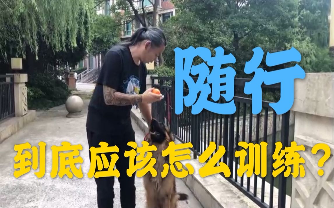 【养狗小白入门指南】爆冲?狗拉人?来看看随行到底应该怎么训练吧!
