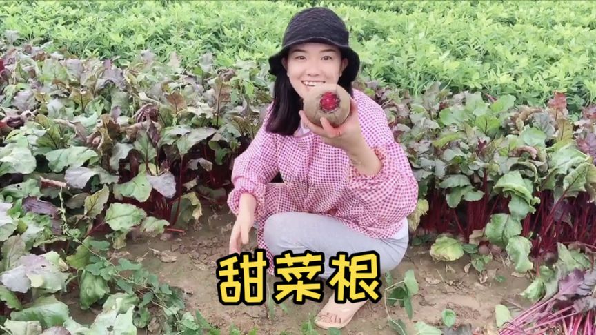 不一样的“红萝卜”吃过吗?一亩地竟能产一万斤,营养价值很高!