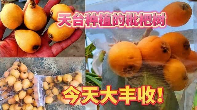 天台种植的枇杷树,疏果效果相当明显,今天大丰收啊!