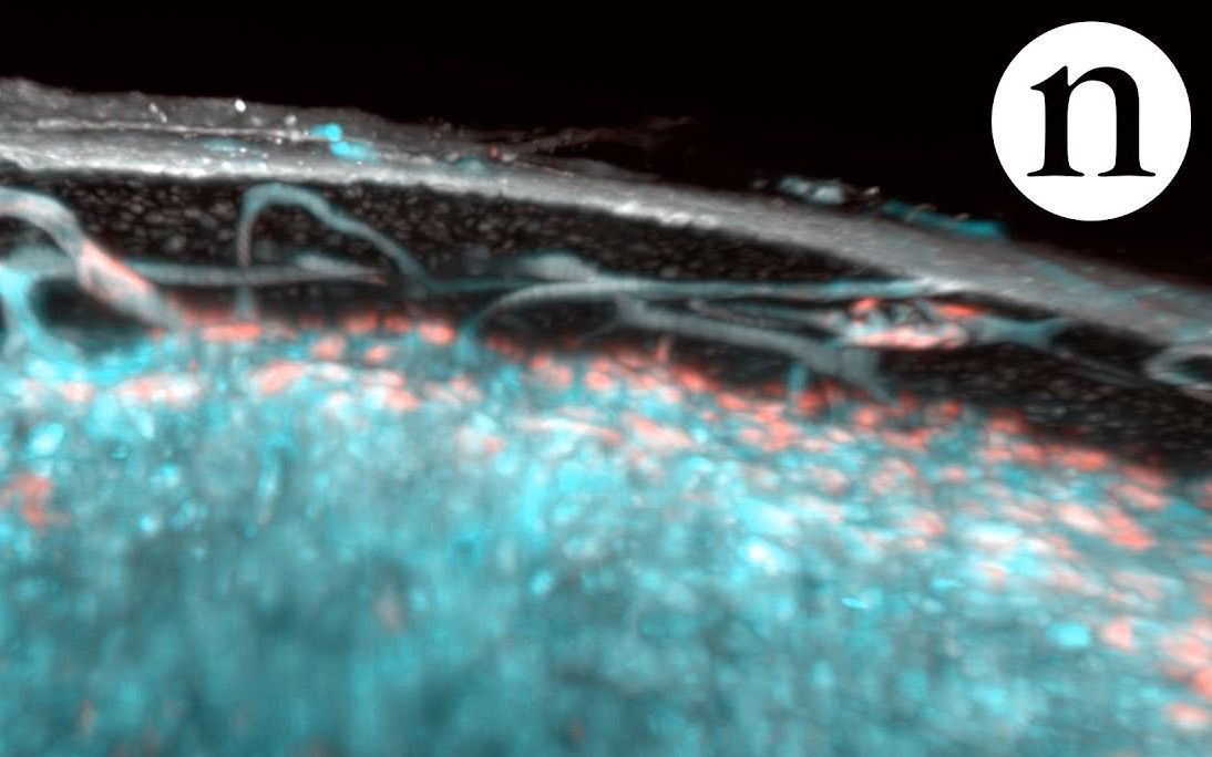 【Nature】科学家用新技术让骨骼透明并发现新型血管