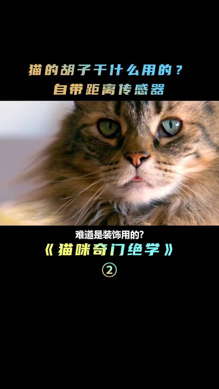 猫的胡子干什么用的?自带距离传感器