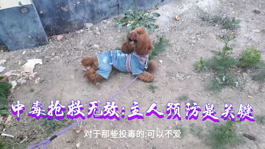 疫情期间是什么原因引起宠物狗中毒,主人提高预防知识是可以预防