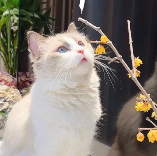 咪宝是只布偶猫 
