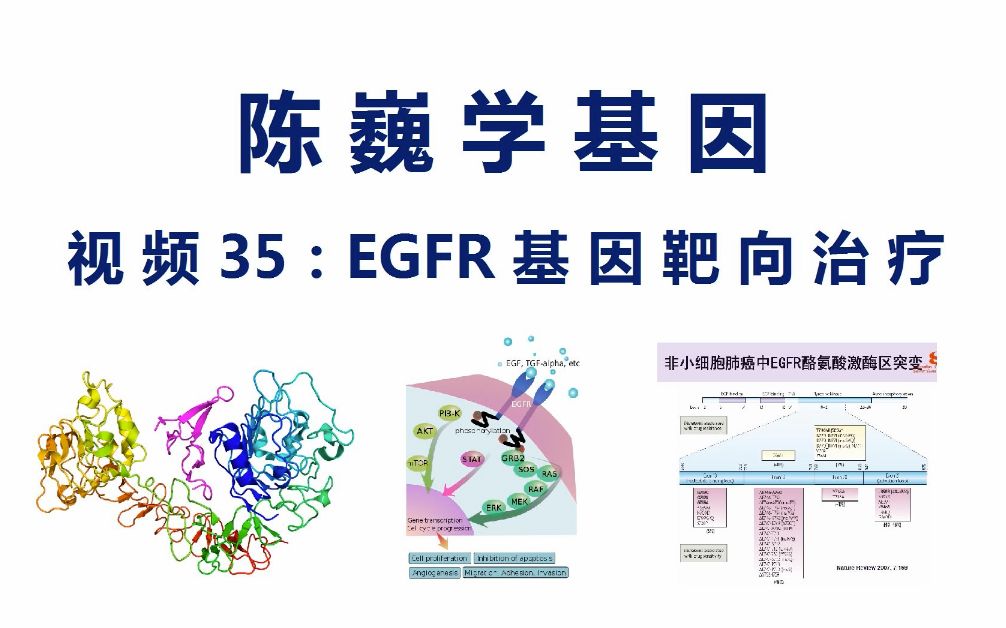 【陈巍学基因】视频35:EGFR基因靶向治疗