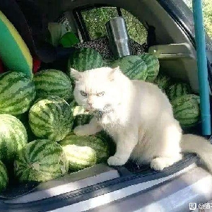 泡泡茶壶小朋友 