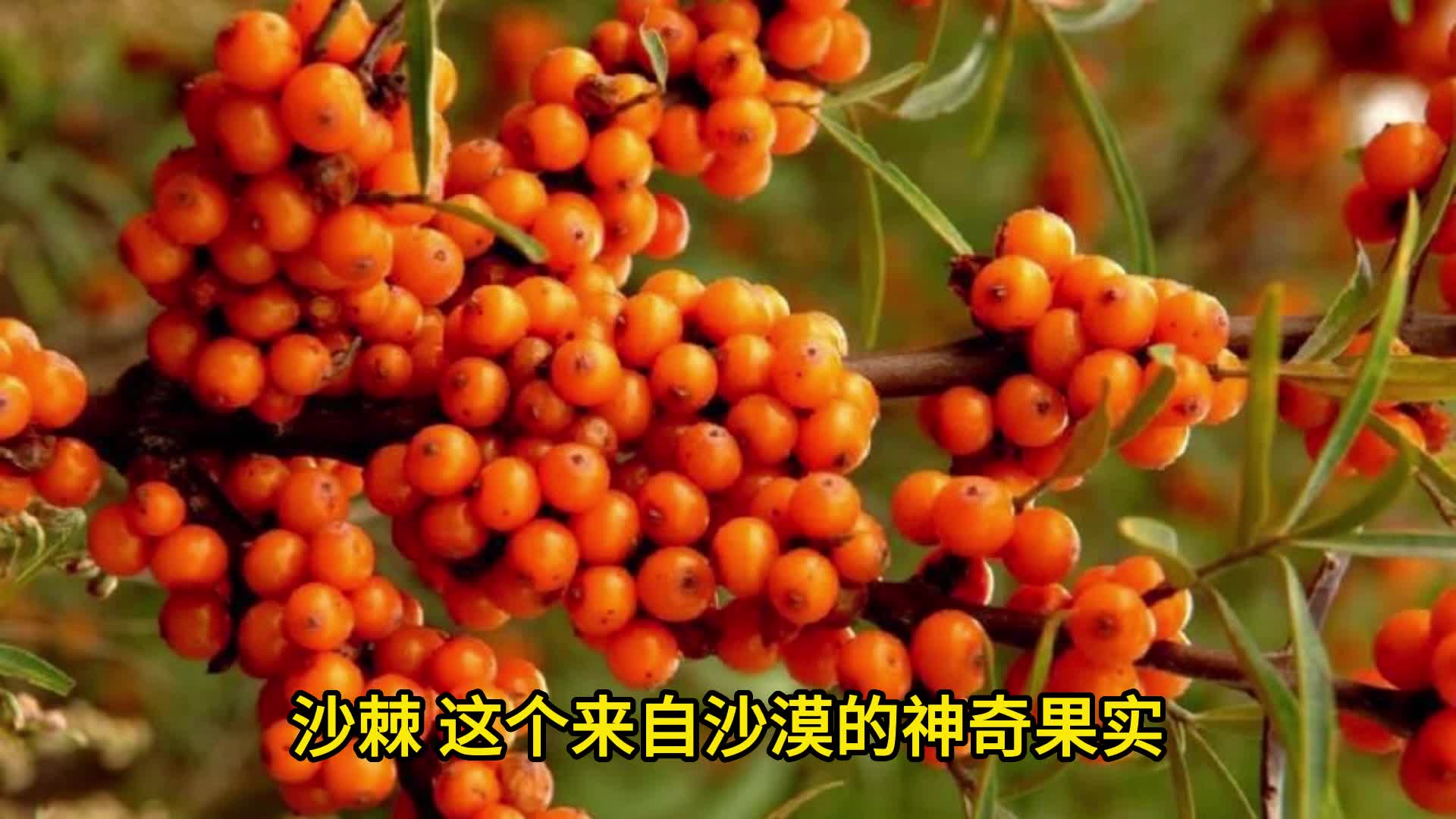 沙棘的副作用与禁忌