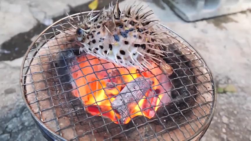 日本小伙作死动物实验,活的河豚直接扔火炉上,镜头记下全过程