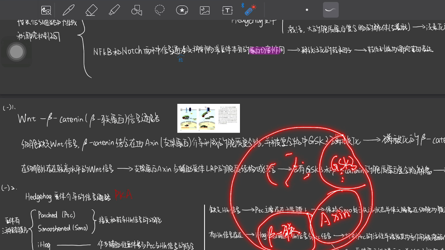 Wnt-β-catenin信号通路/Hh受体介导的信号通路/细胞信号转导