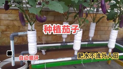 农村小伙自制种植茄子设备,每天自动浇水施肥,成熟后产量高又大