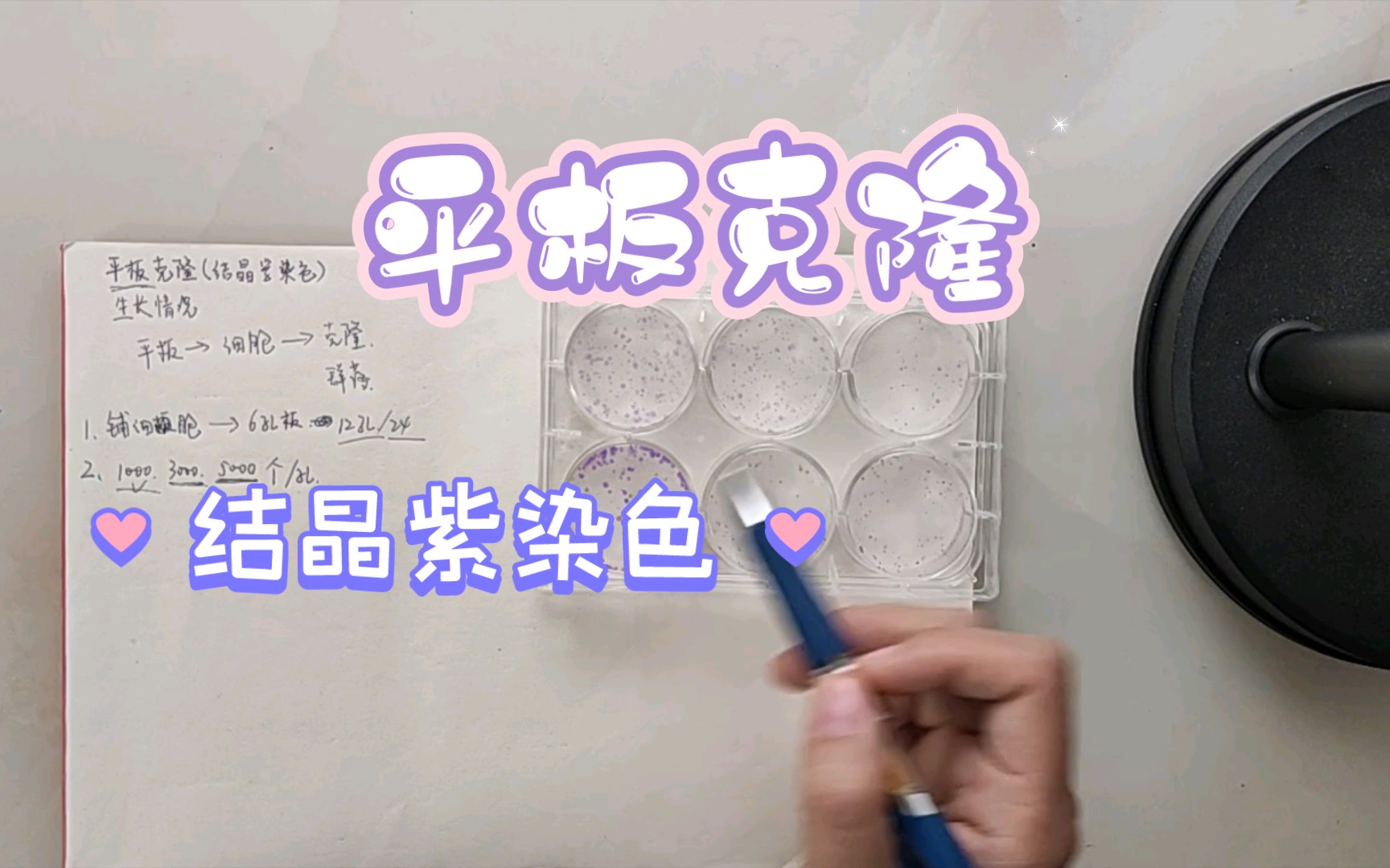 平板克隆(结晶紫染色)操作讲解