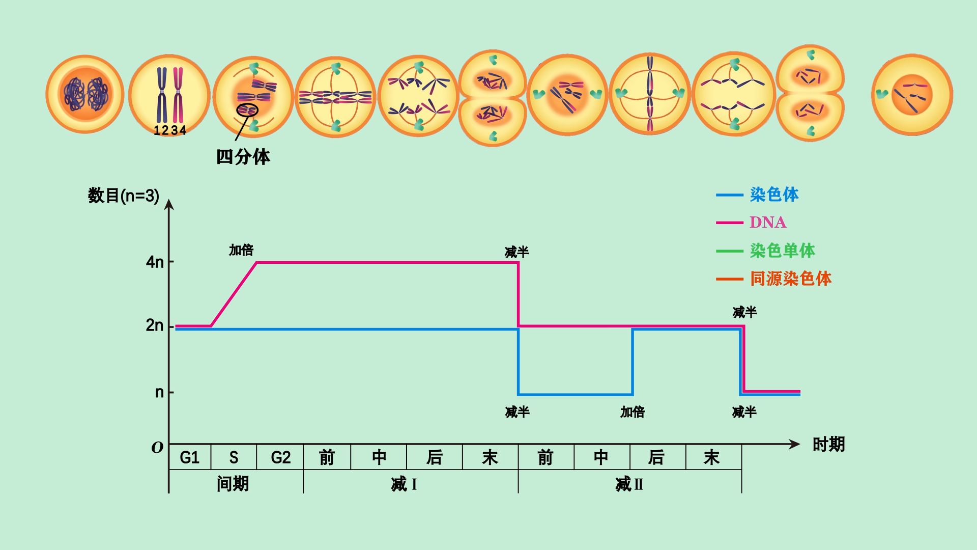 减数分裂:染色体、DNA、染色单体和同源染色体的数目变化