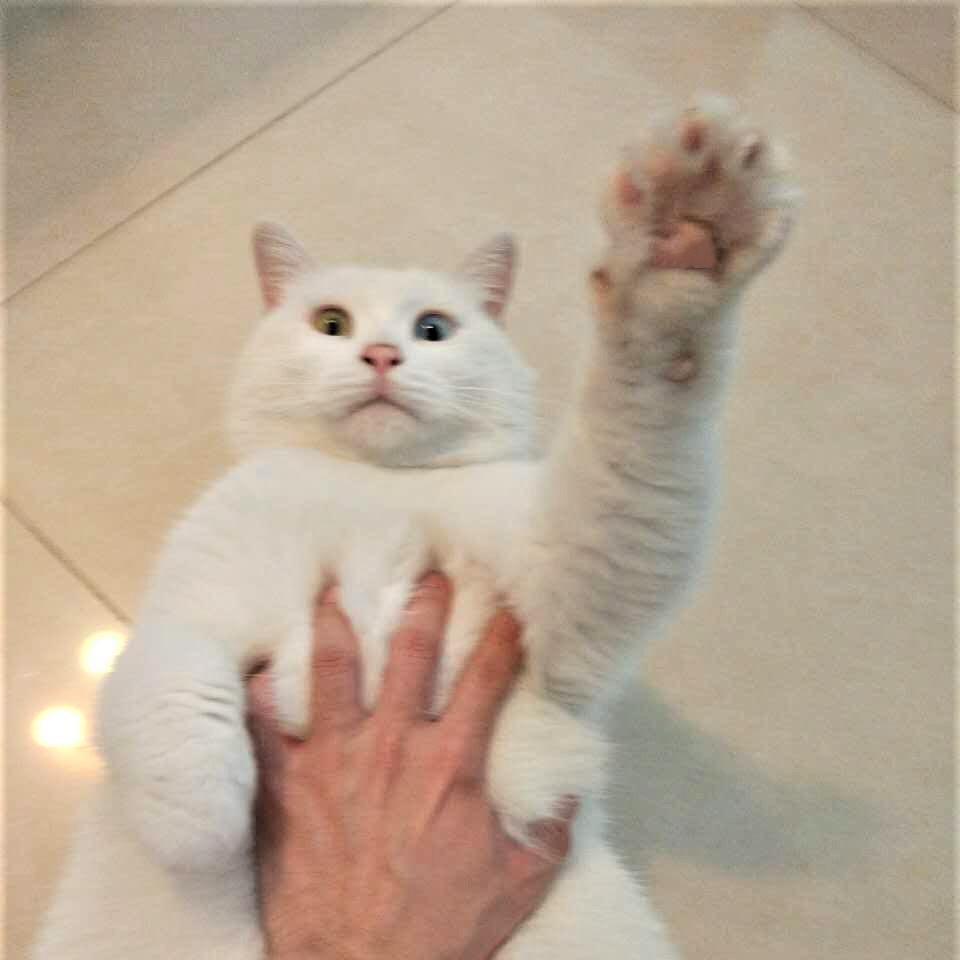白胖过来 