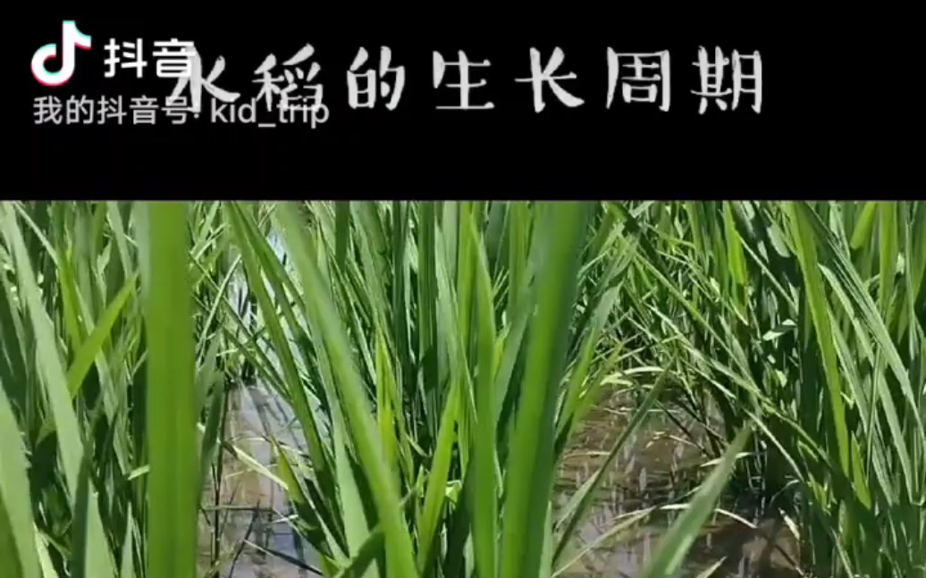 水稻科普小知识~水稻的生长周期是啥?六七月份的稻子处于哪一阶段?...