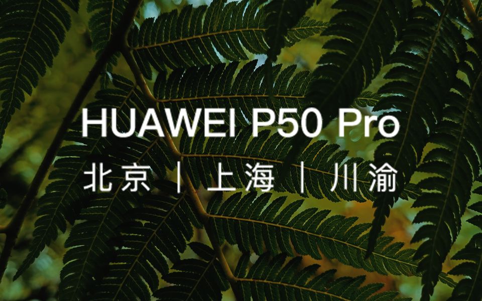 在过去的一个月,我用华为P50Pro拍出了这些照片