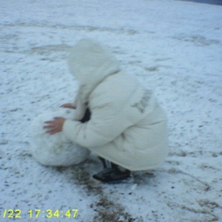 雪球滚滚圆