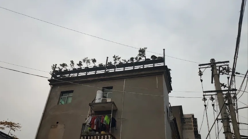钟王府楼顶盆景园挂满腊肉